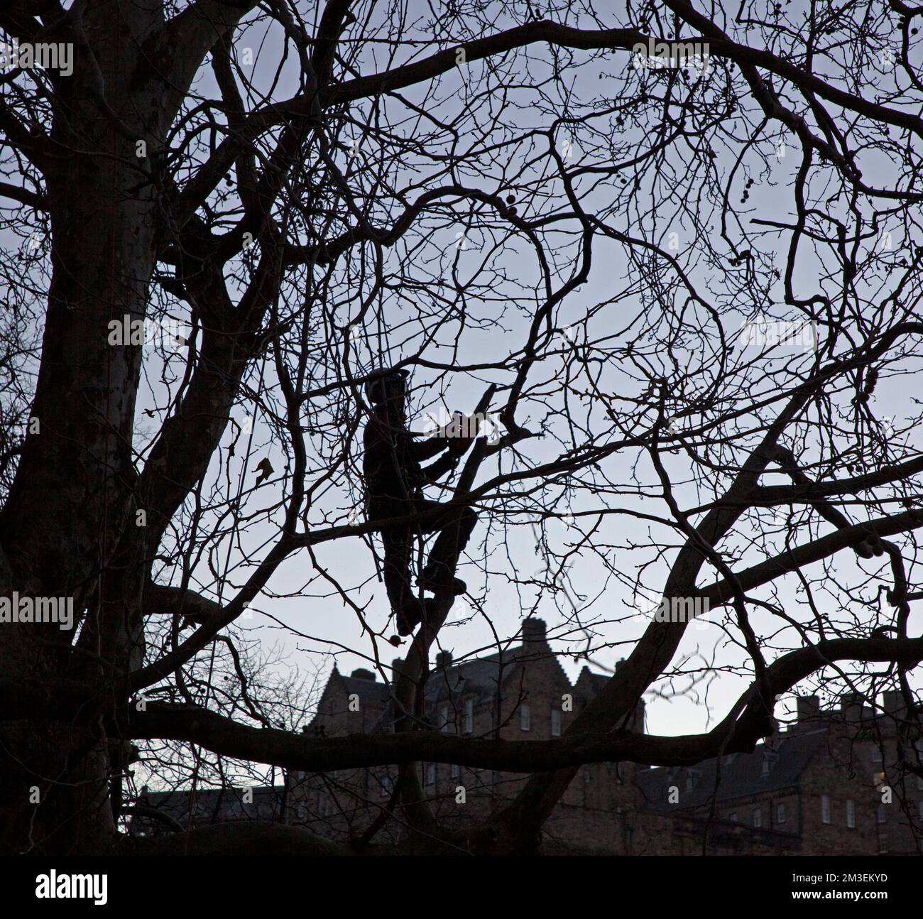 Edinburgh castle behind tree hi-res stock photography and images - Alamy