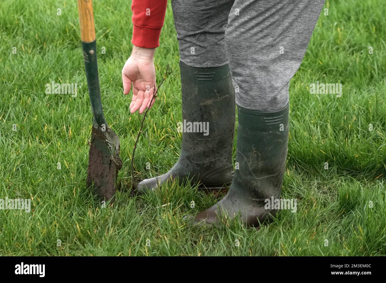 Planting a sapling Stock Photo - Alamy