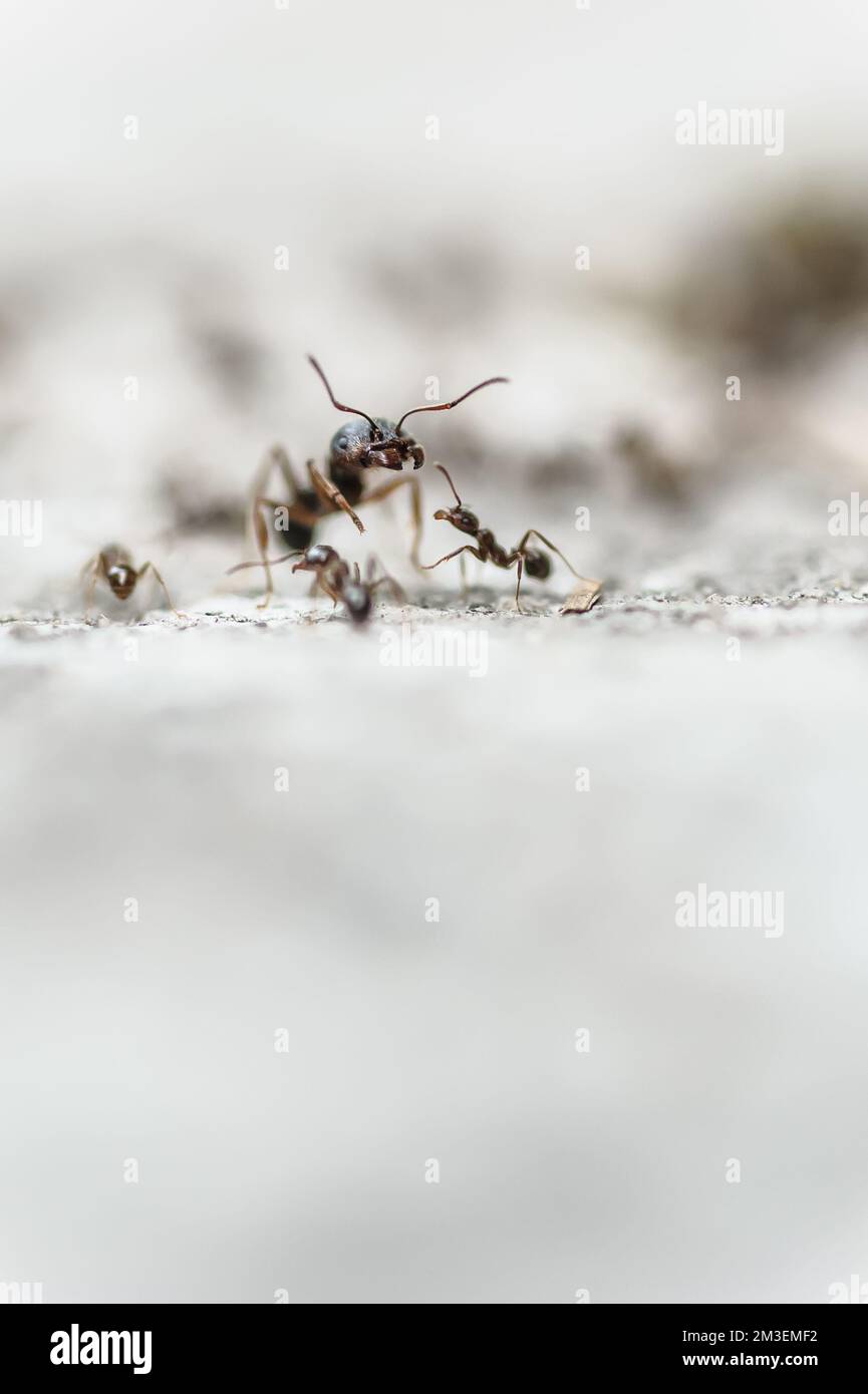 Close-up detail macro view of ant in anthill. Natural nature background ...