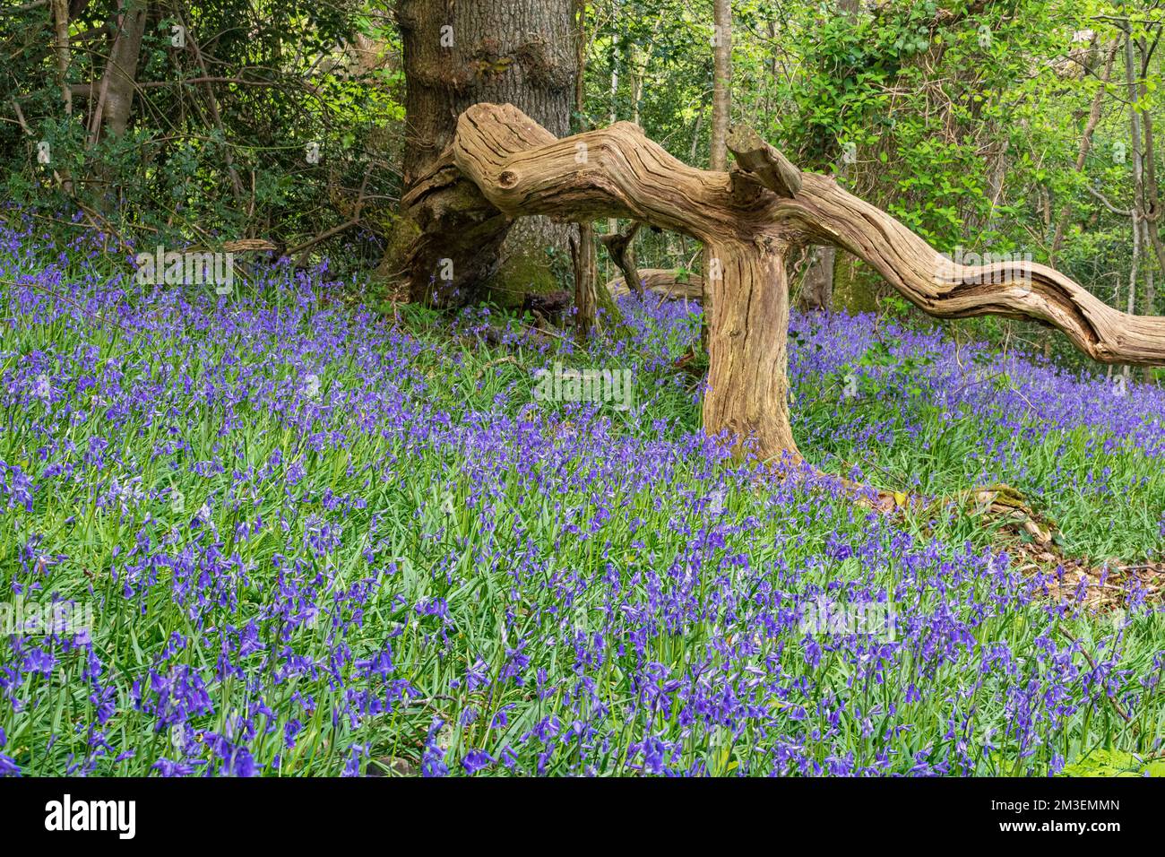 Carpet of Bluebell Flowers, Dead Branch and Woodland View: Woodland ...