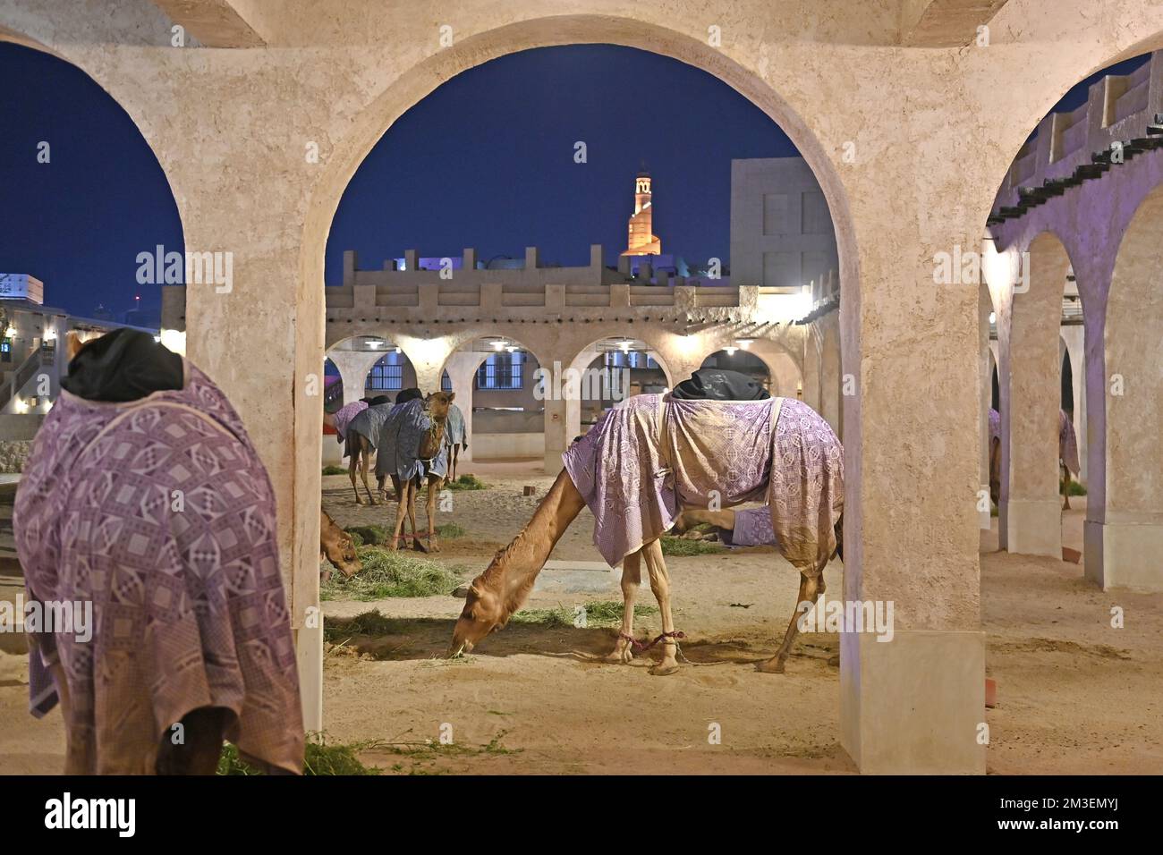 Doha, Katar. 12th Dec, 2022. Camels of the Camel Guard of the Emir of ...