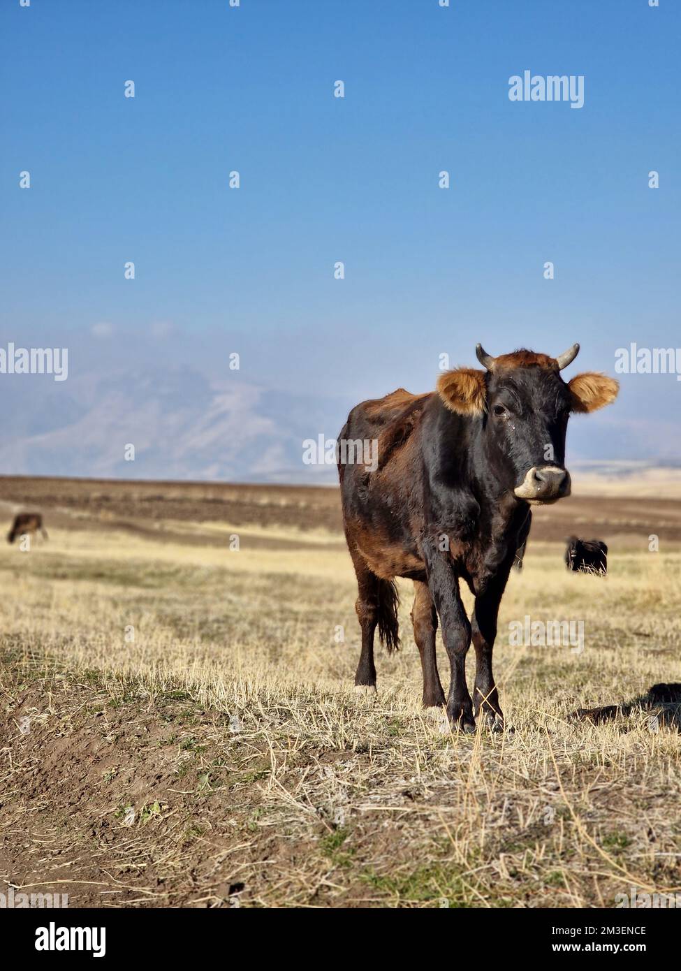 Heck field hi-res stock photography and images - Alamy