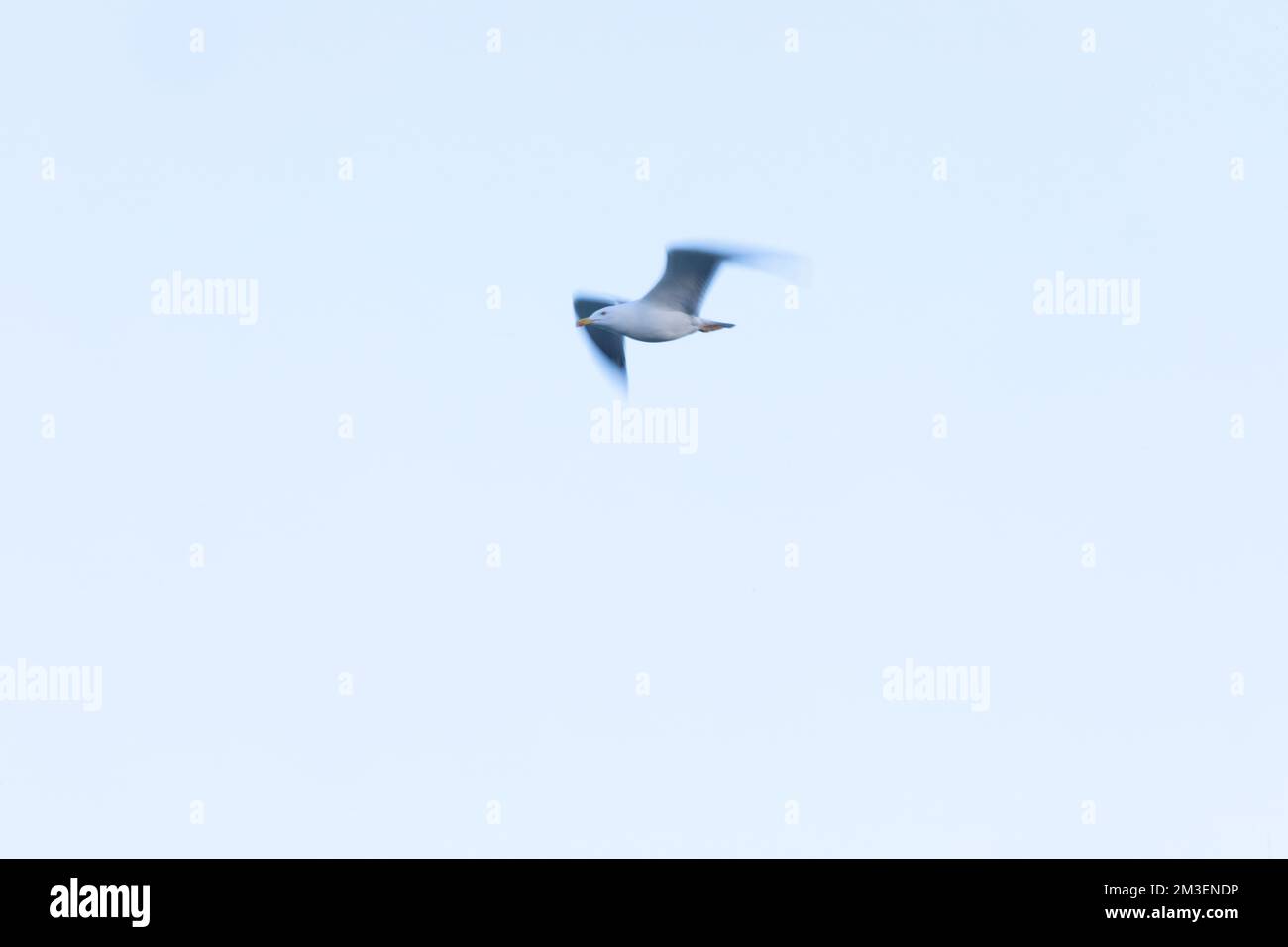 Yellow-legged gull (Larus michahellis) flying at dawn Stock Photo - Alamy