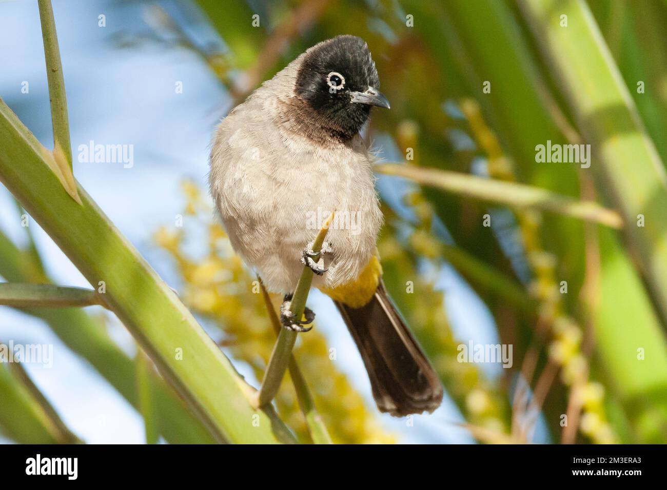 White-spectacled Bulbul (Pycnonotus xanthopy) in Israel Stock Photo - Alamy