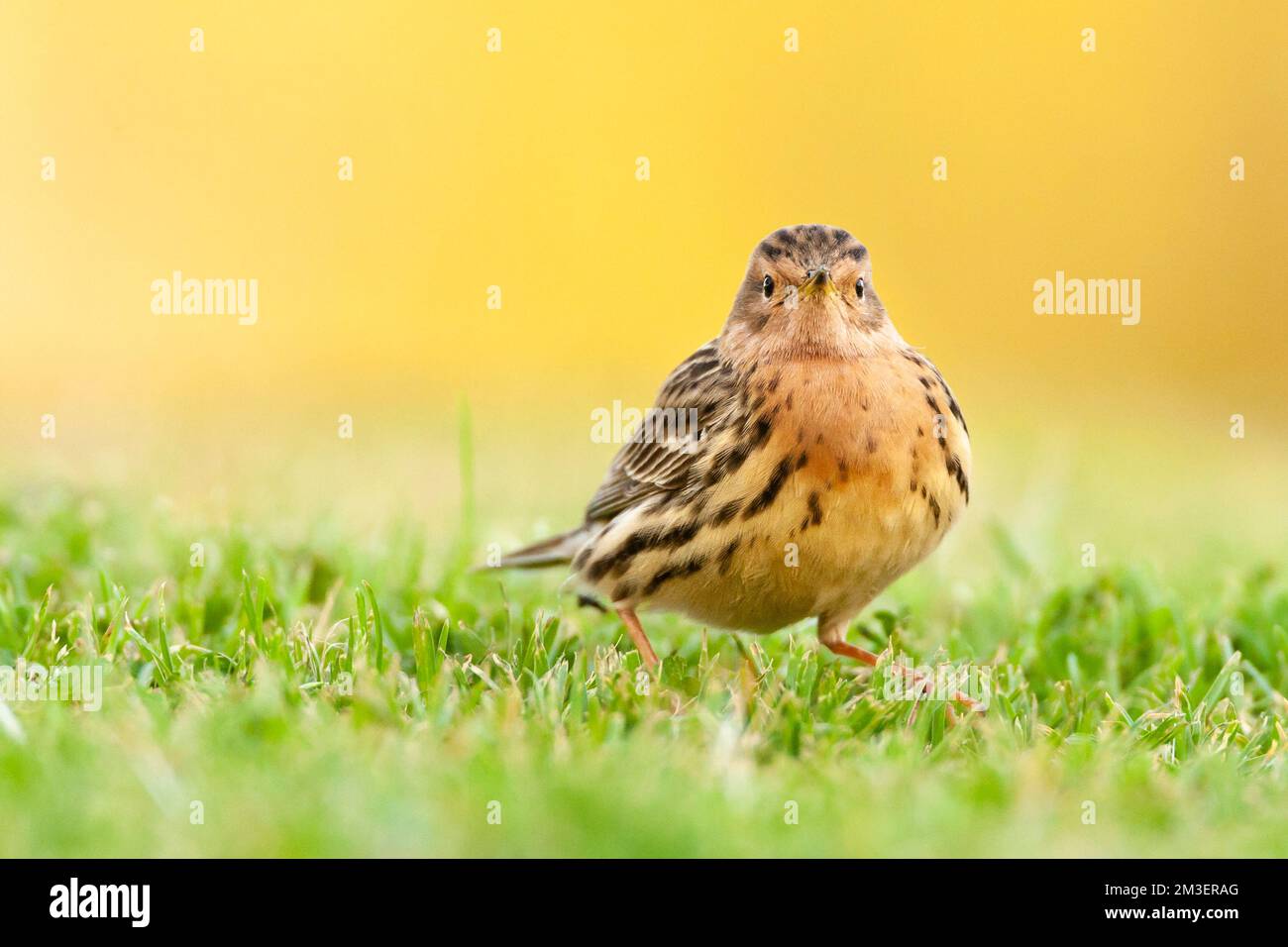 Adult Red-throated Pipit (Anthus cervinus) during spring migration in ...