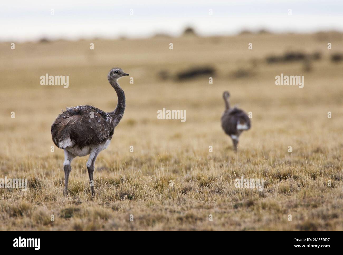 Darwinnandoe, Darwin's Rhea, Rhea pennata pennata Stock Photo - Alamy