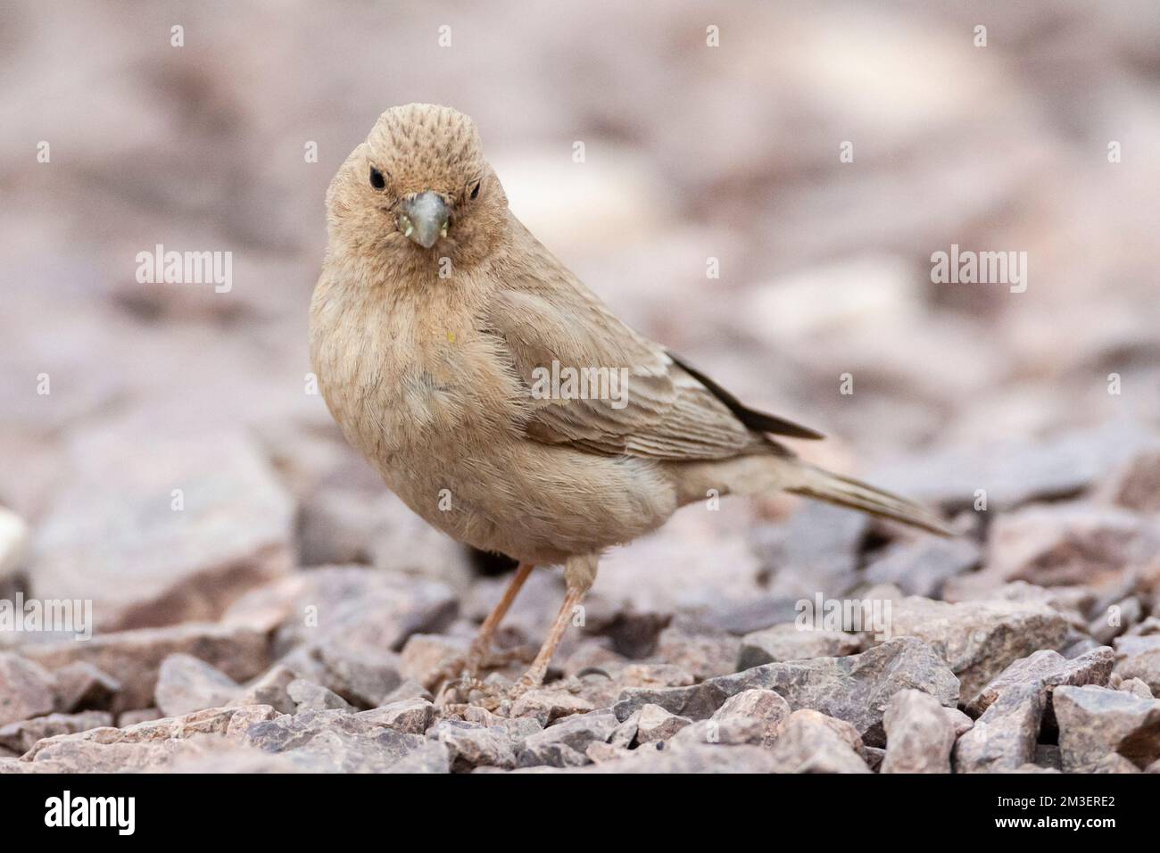 Female Sinai Rosefinch (Carpodacus synoicus) foraging on the ground in ...