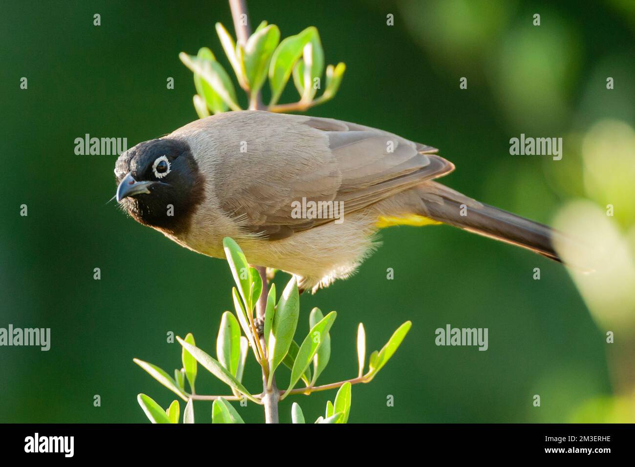 White-spectacled Bulbul (Pycnonotus xanthopy) in Israel Stock Photo - Alamy