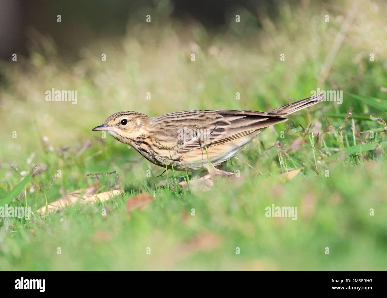 Adult Tree Pipit (Anthus trivialis) during spring migration in Eilat ...