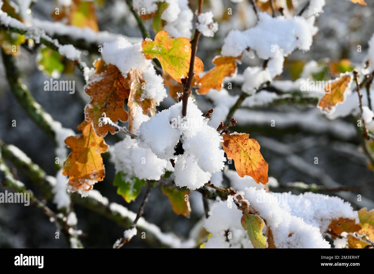 On oak leaves hi-res stock photography and images - Alamy