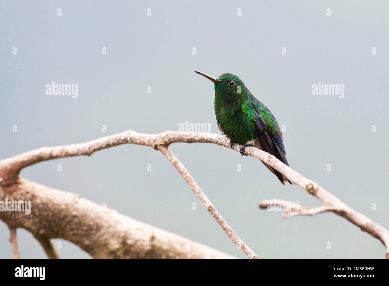 Blauwbuikamazilia, Steely-vented Hummingbird, Amazilia saucerottei ...