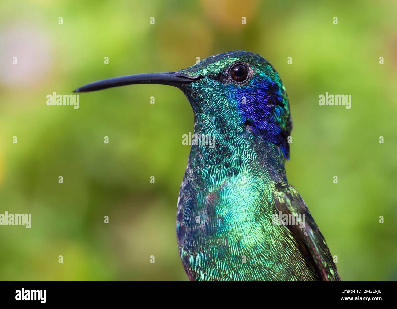 Groene Violetoorkolibrie; Green Violetear; Colibri thalassinus Stock ...