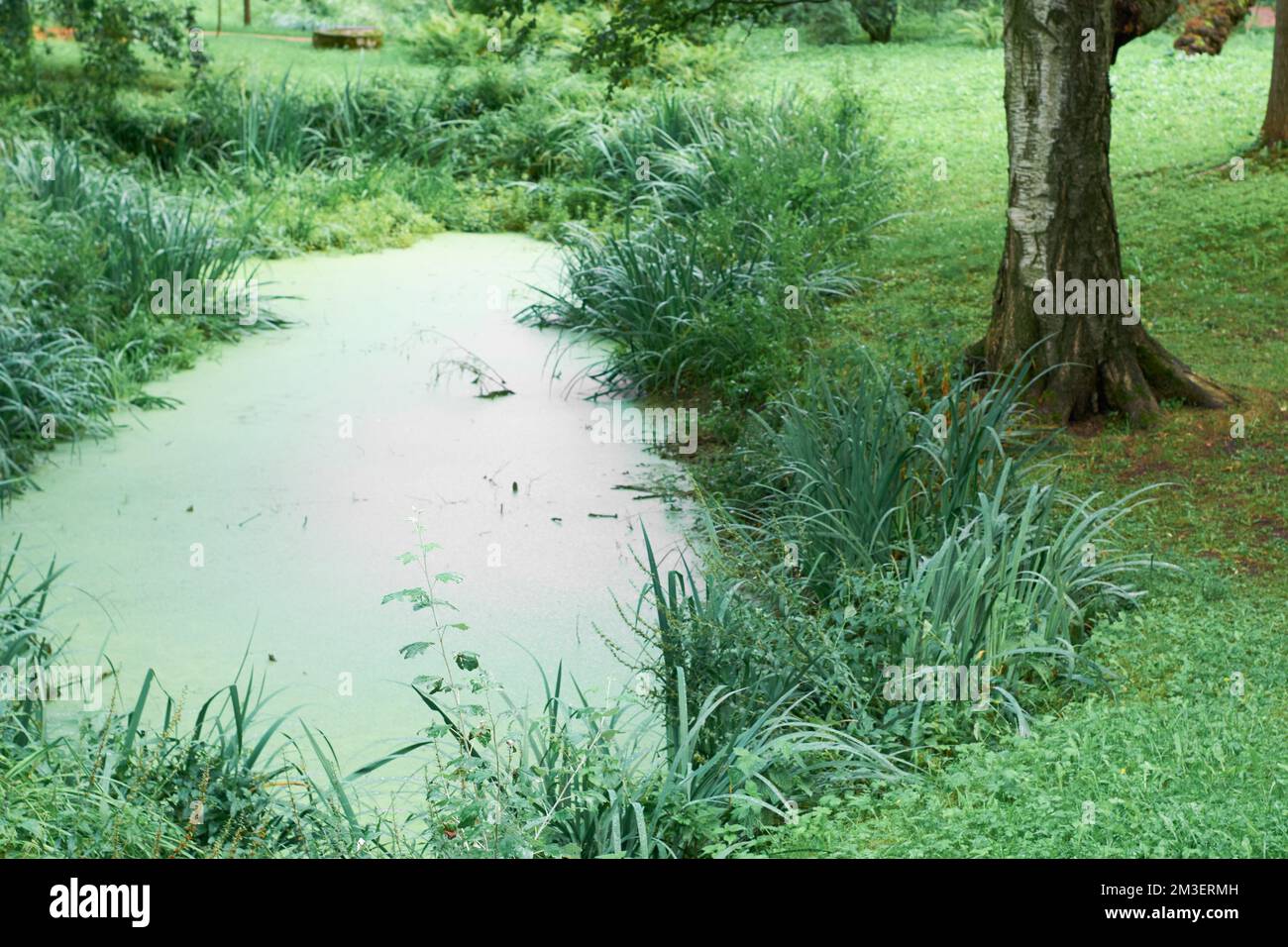 Swamp bog on the forest wasteland Stock Photo - Alamy