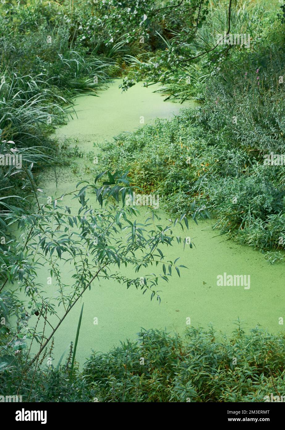 Swamp bog on the forest wasteland Stock Photo - Alamy