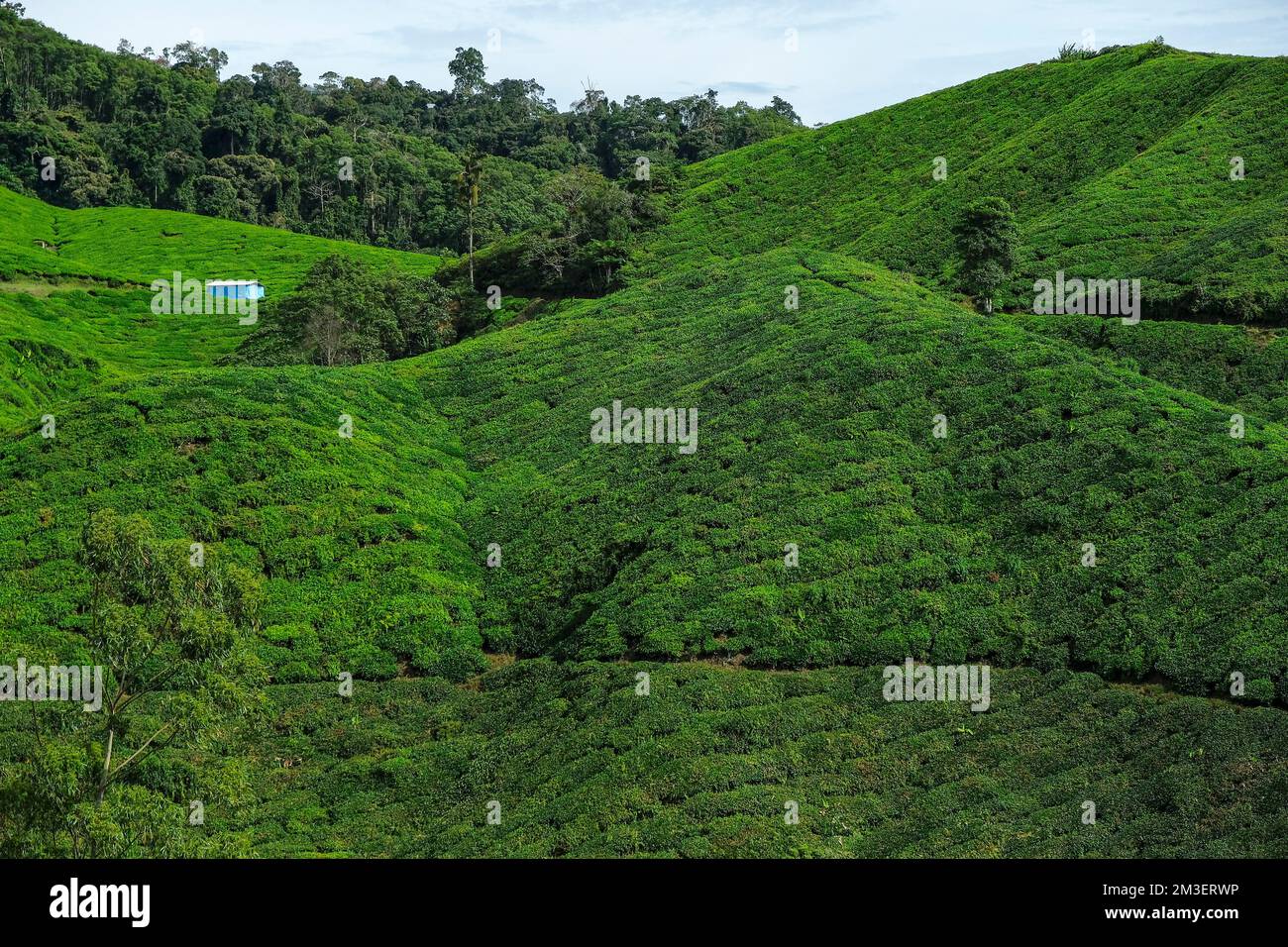 Tea plantation in Tanah Rata, Cameron Highlands in Pahang, Malaysia ...