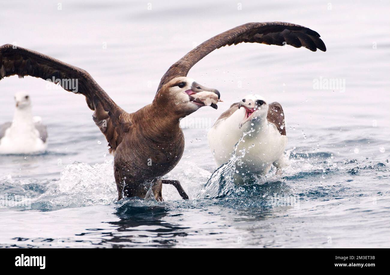Zwartvoetalbatros vechtend met Laysanalbatros; Black-footed Albatross ...