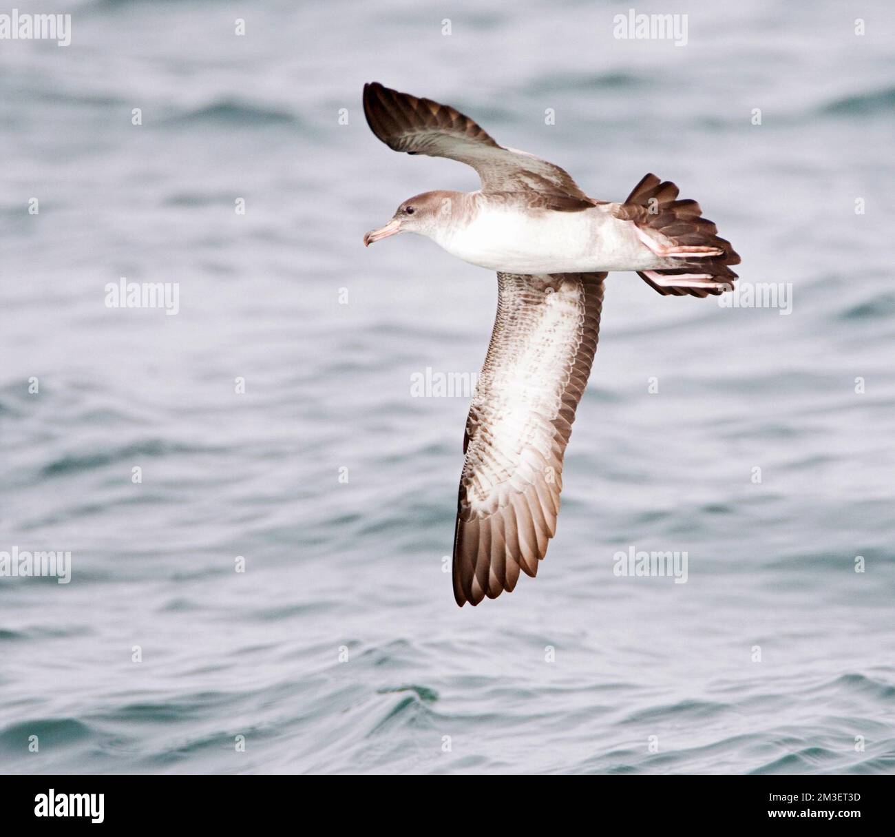 Agami bird hi-res stock photography and images - Alamy