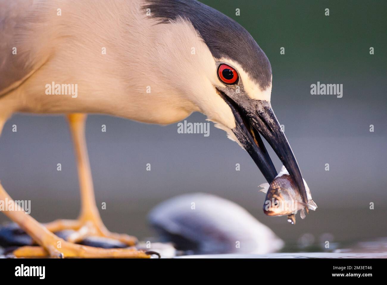 Kwak met gevangen vis in bek; Black-crowned Night Heron with caught ...