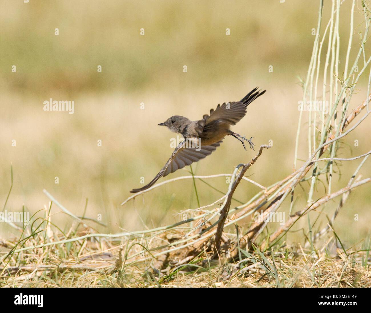Say-phoebe, Says Phoebe Stock Photo - Alamy