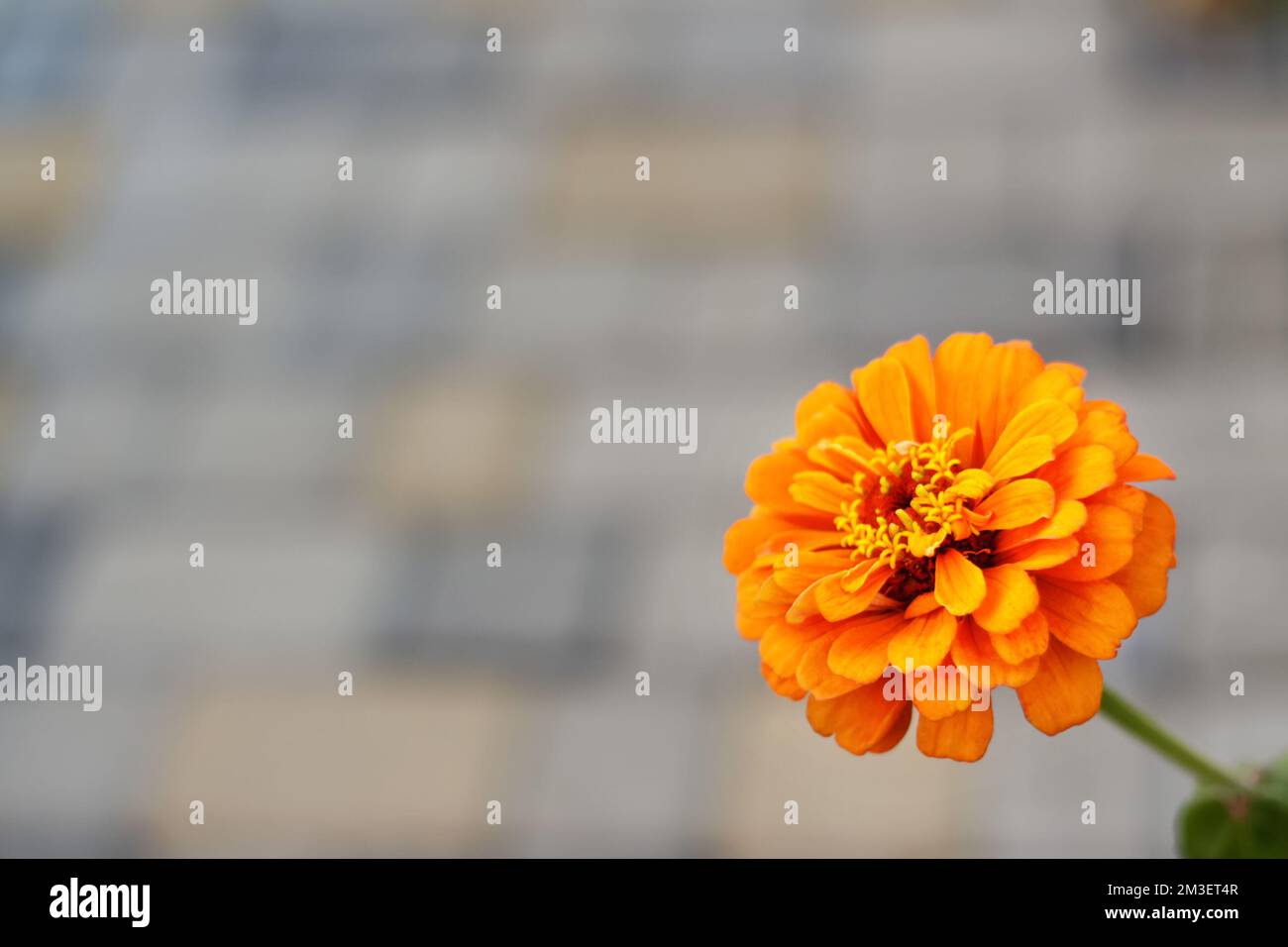 Zinia blossom hi-res stock photography and images - Alamy