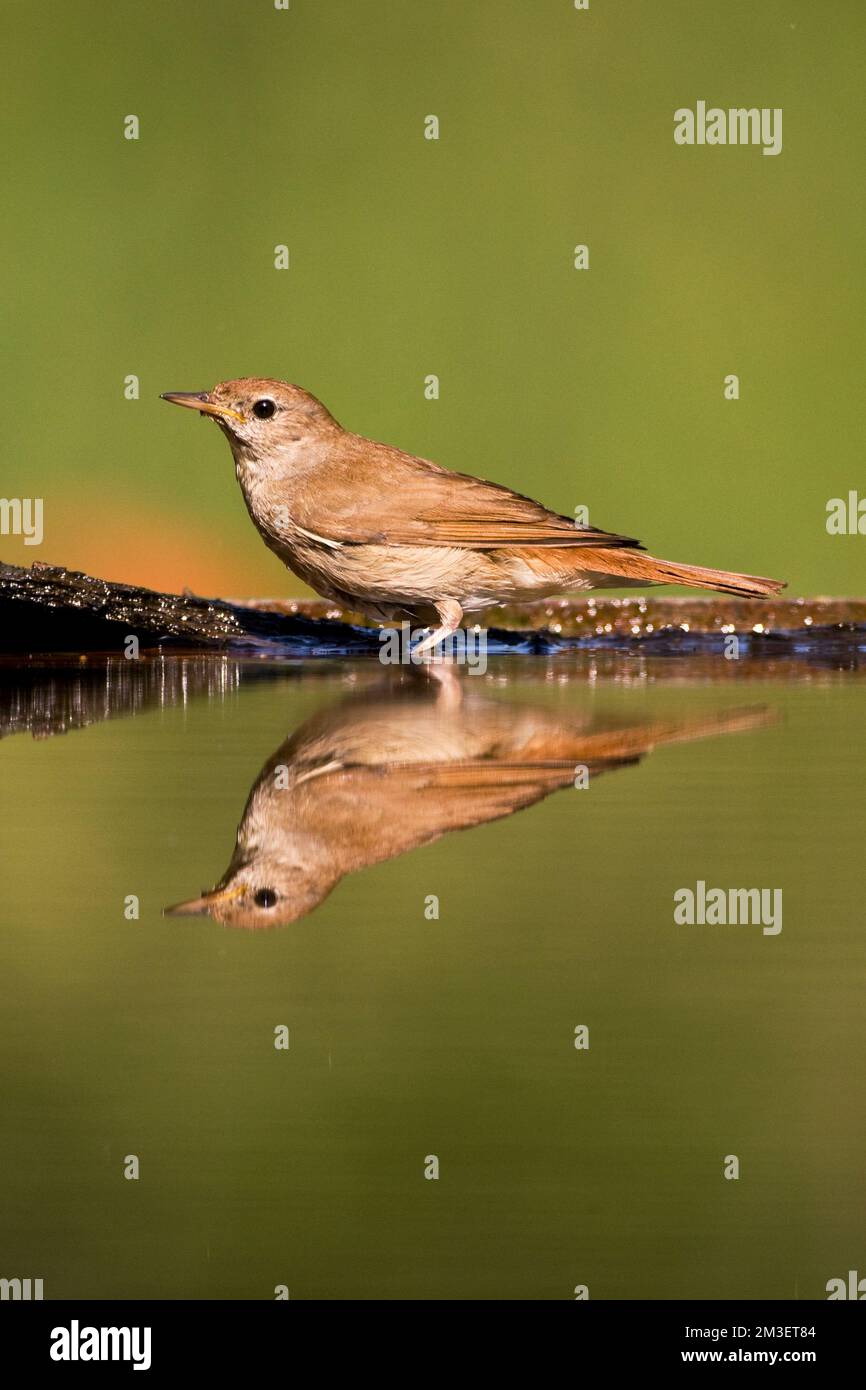 Nachtegaal bij drinkplaats; Common Nightingale at drinking site Stock ...