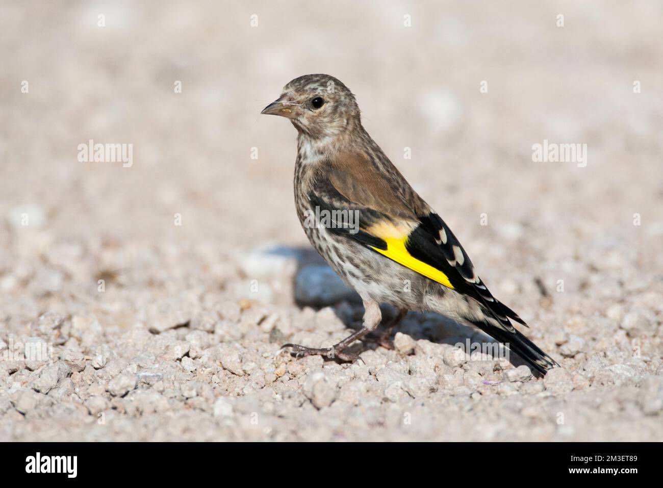 Onvolwassen Putter; Immature European Goldfinch Stock Photo - Alamy