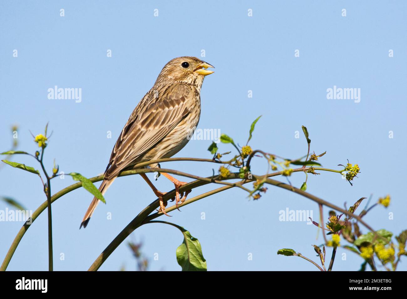 Zingende Grauwe Gors; Singing Corn Bunting Stock Photo - Alamy