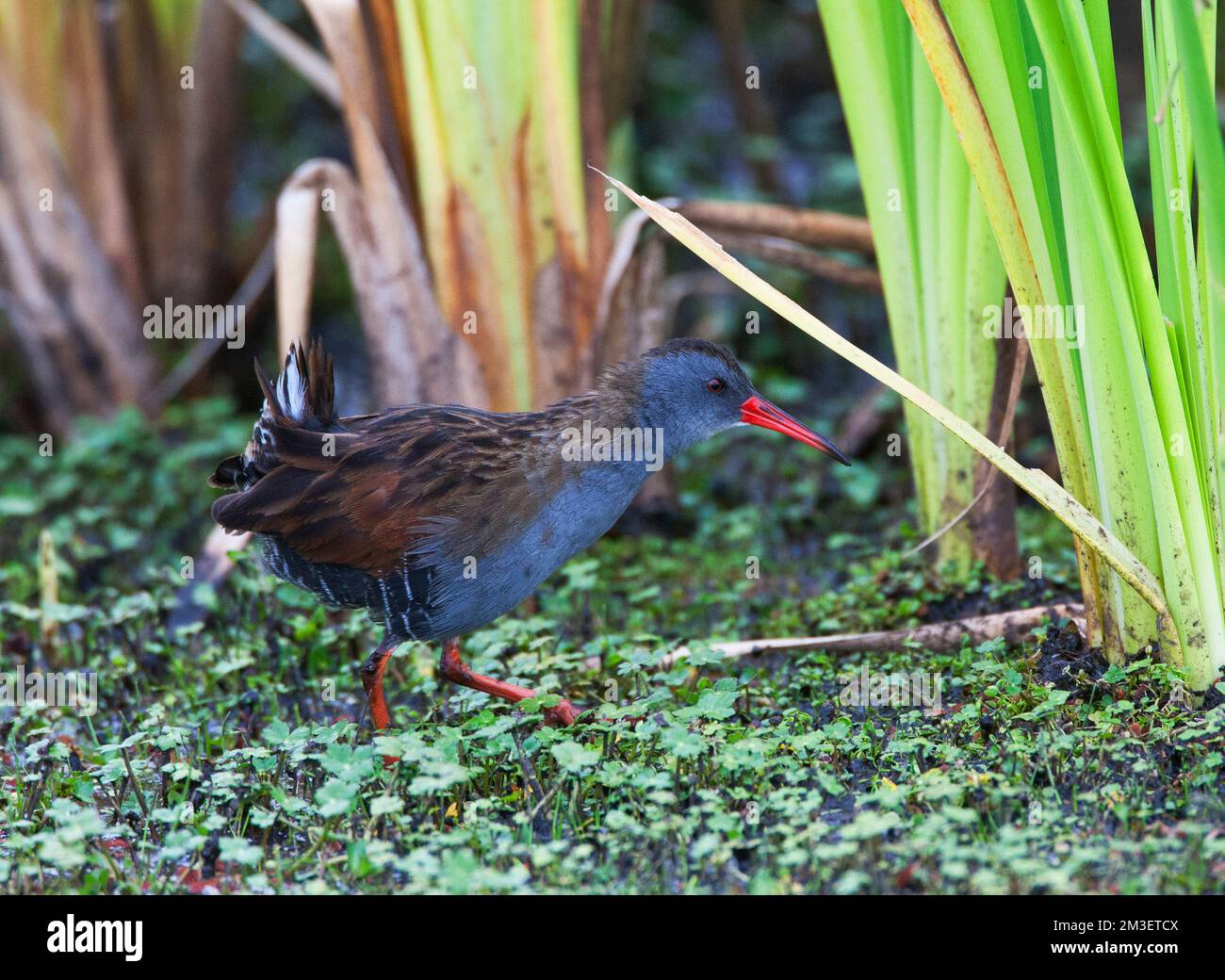 Bogotáwaterral in moerasgebied; Bogota Rail in wetland habitat Stock ...