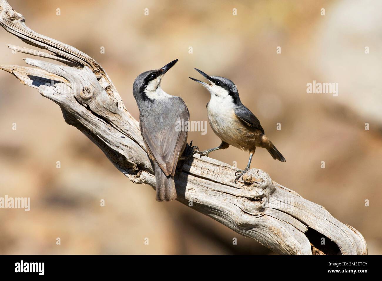 Western rock nuthatches hi-res stock photography and images - Alamy