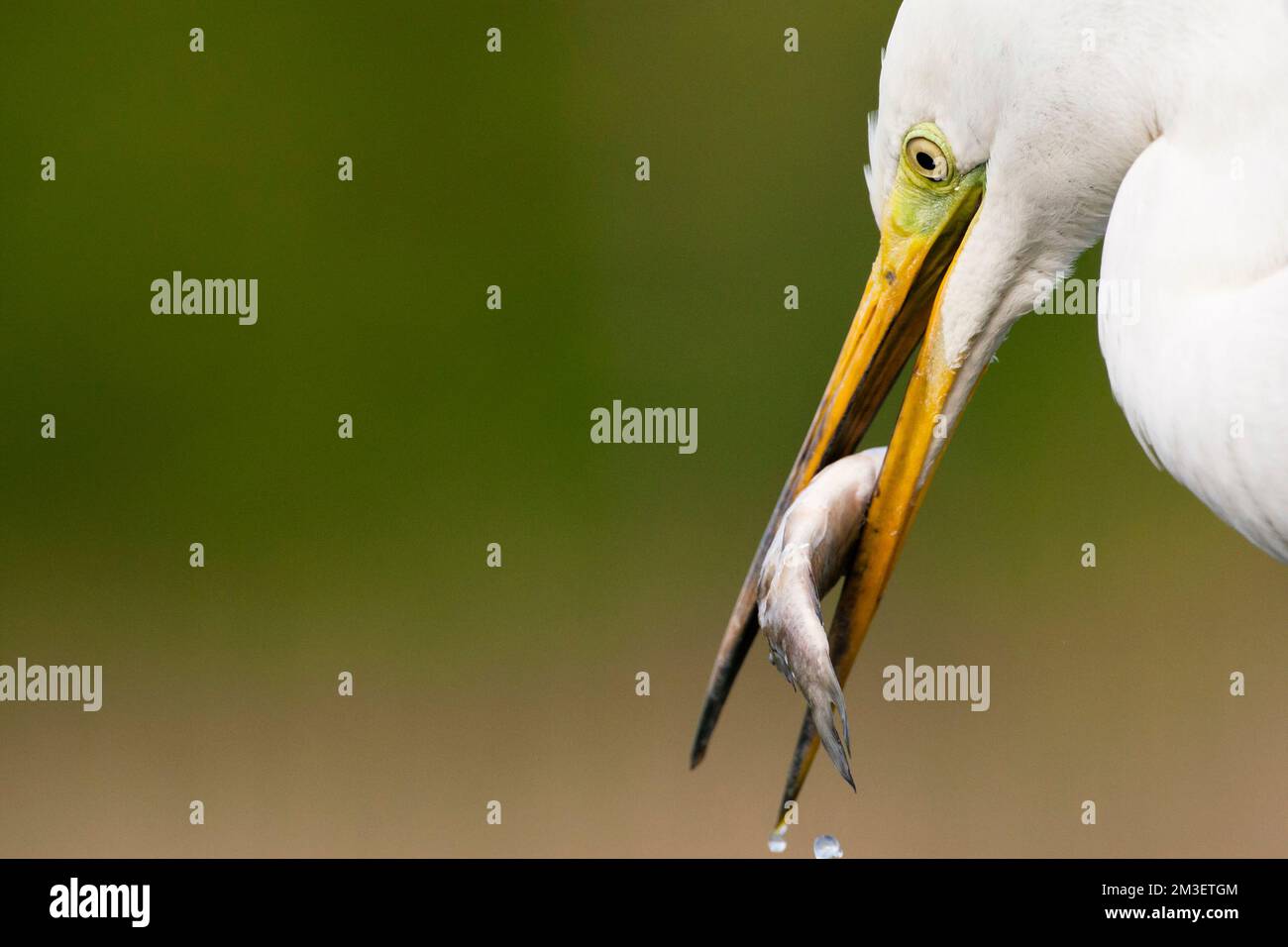 Grote Zilverreiger met vis in bek; Western Great Egret with fish in ...