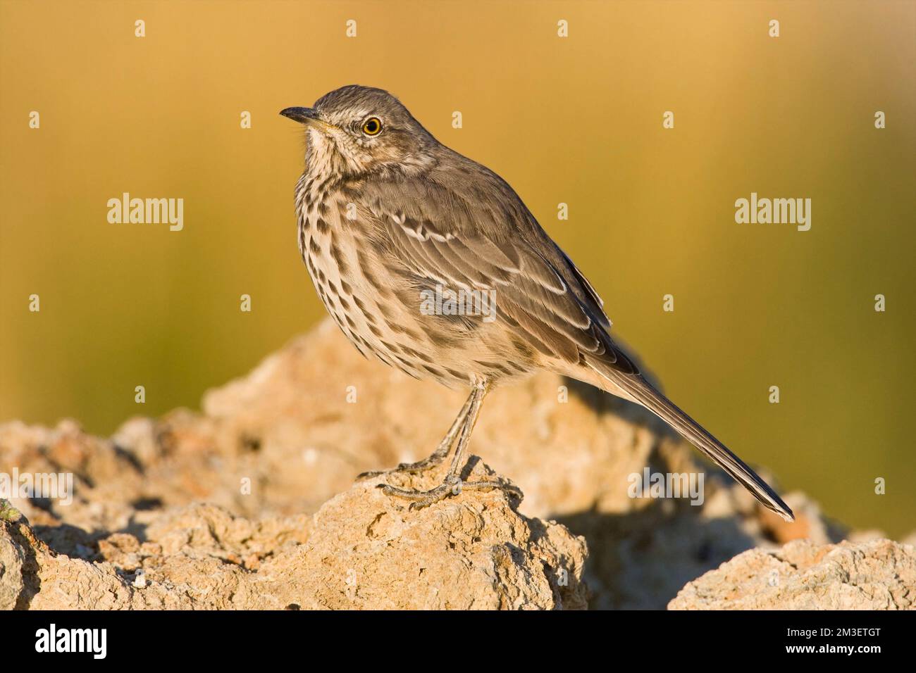 Bergspotlijster; Sage Thrasher Stock Photo - Alamy