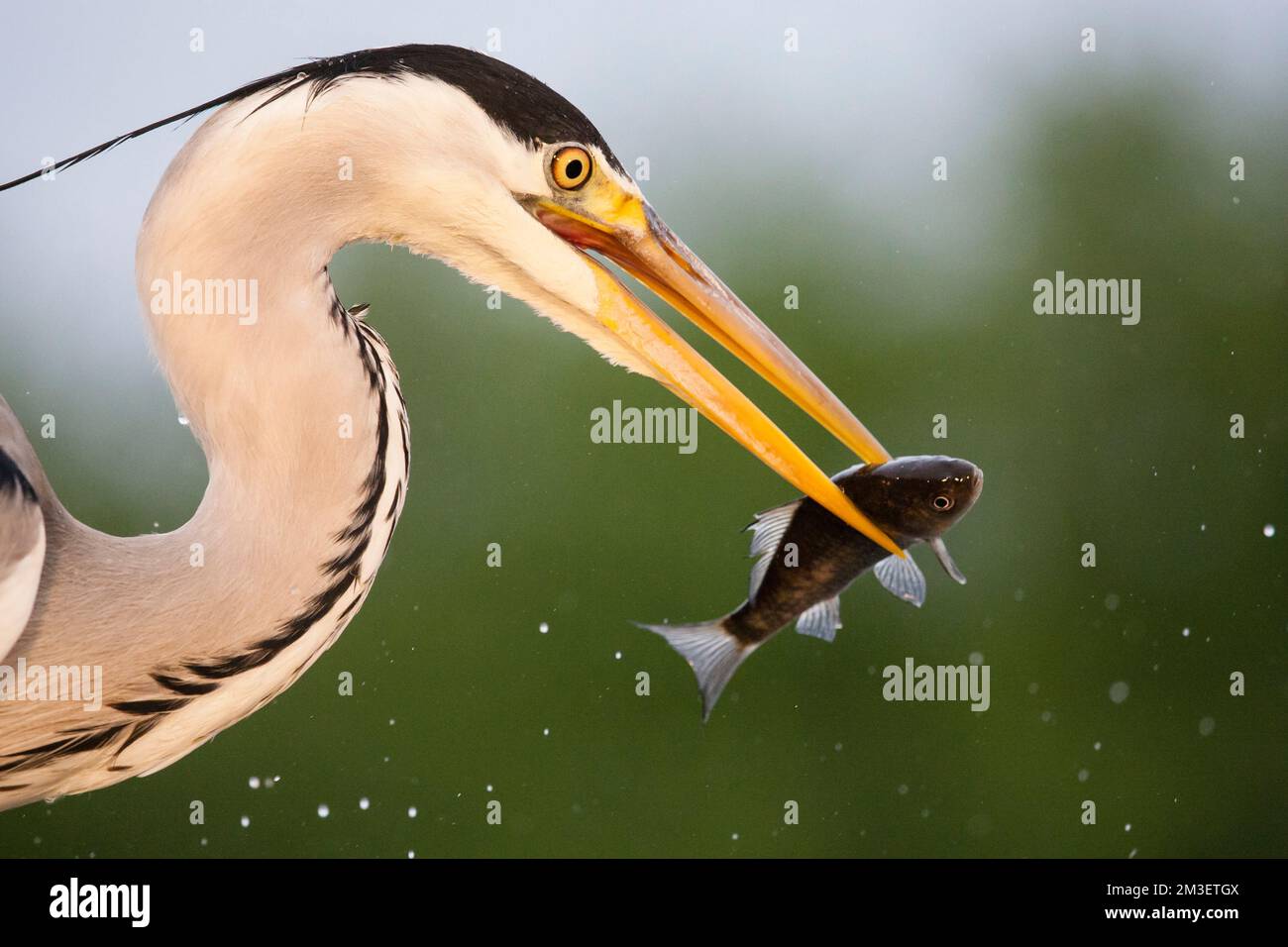 Blauwe Reiger met vis in bek; Grey Heron with fish in beak Stock Photo ...