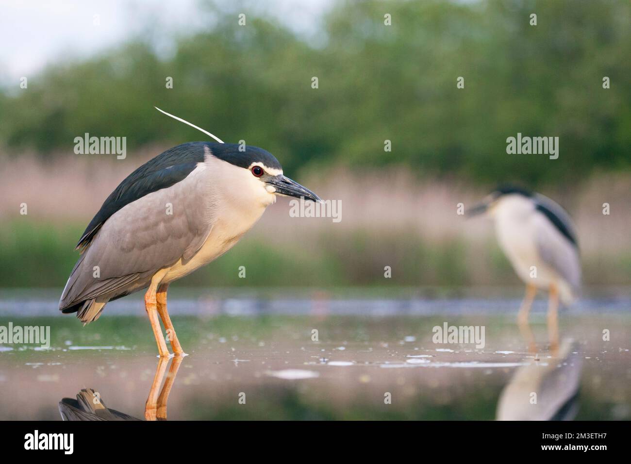 Kwakken staand in water; Black-crowned Night Herons standing in water Stock Photo - Alamy