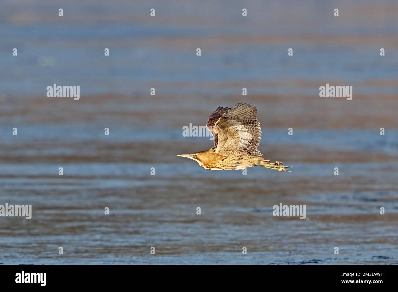 Leighton moss bittern hi-res stock photography and images - Alamy