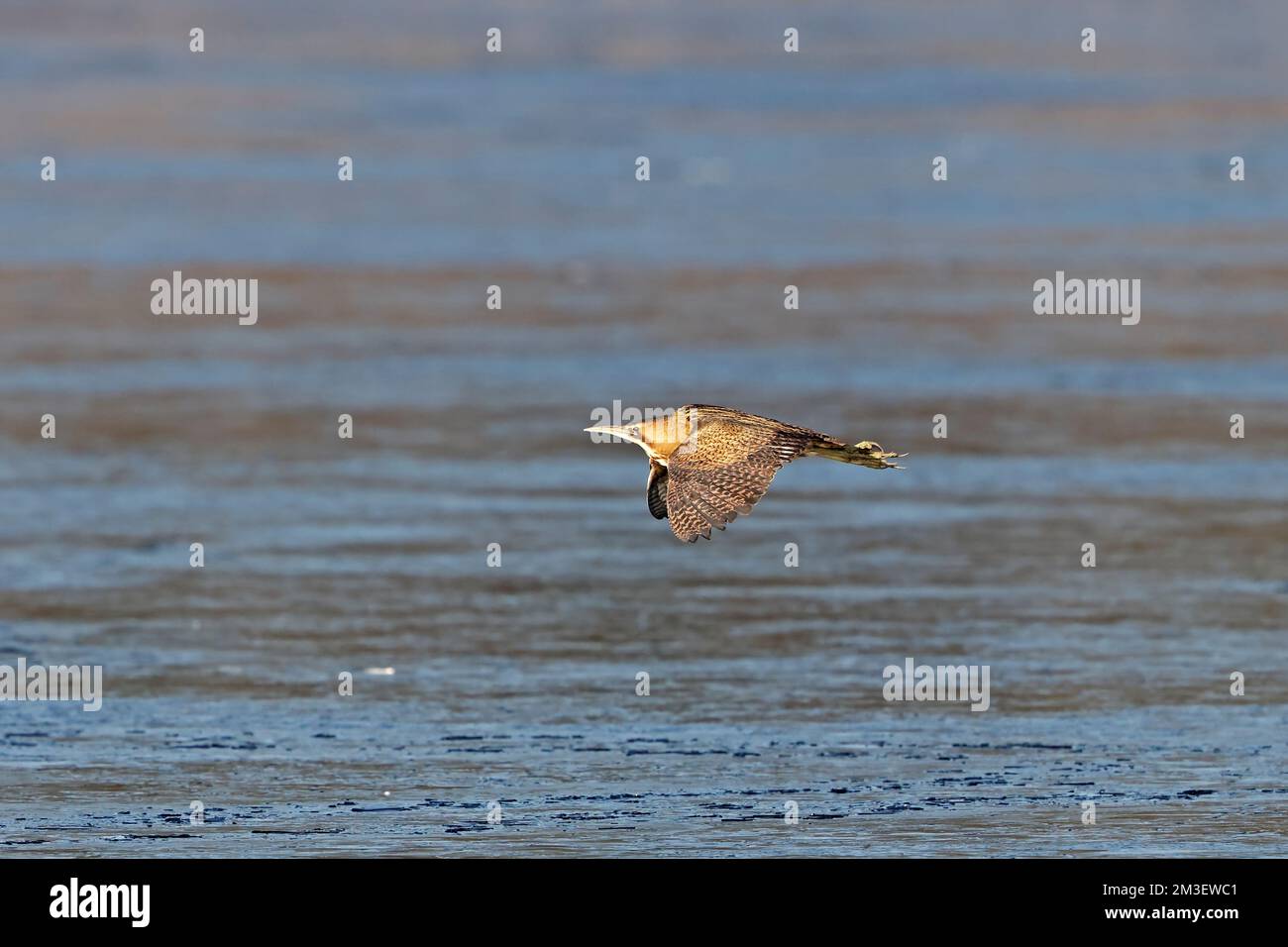 Bittern in flight at Leighton Moss RSPB Reserve Stock Photo - Alamy