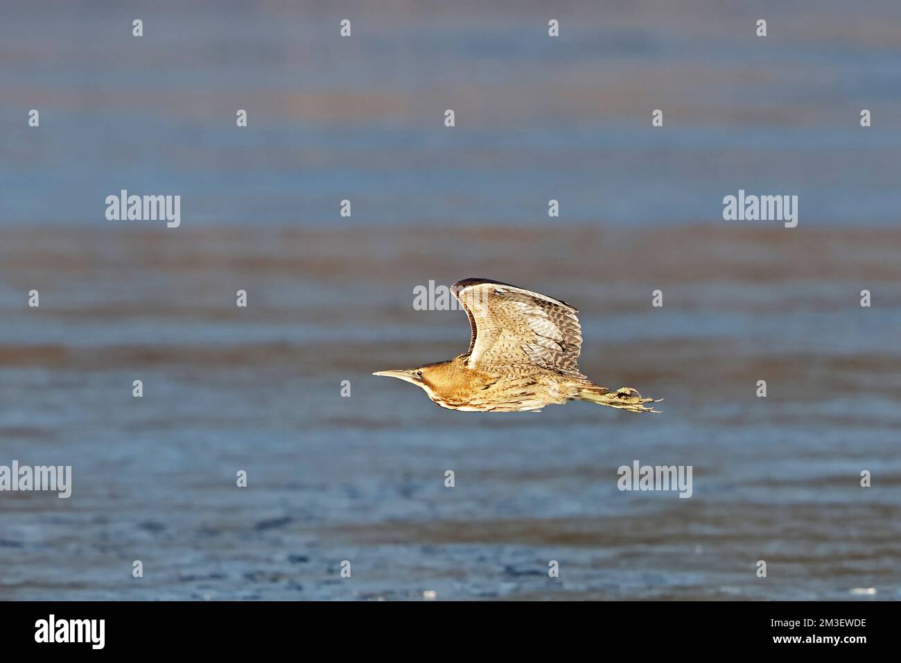 Bittern in flight at Leighton Moss RSPB Reserve Stock Photo - Alamy