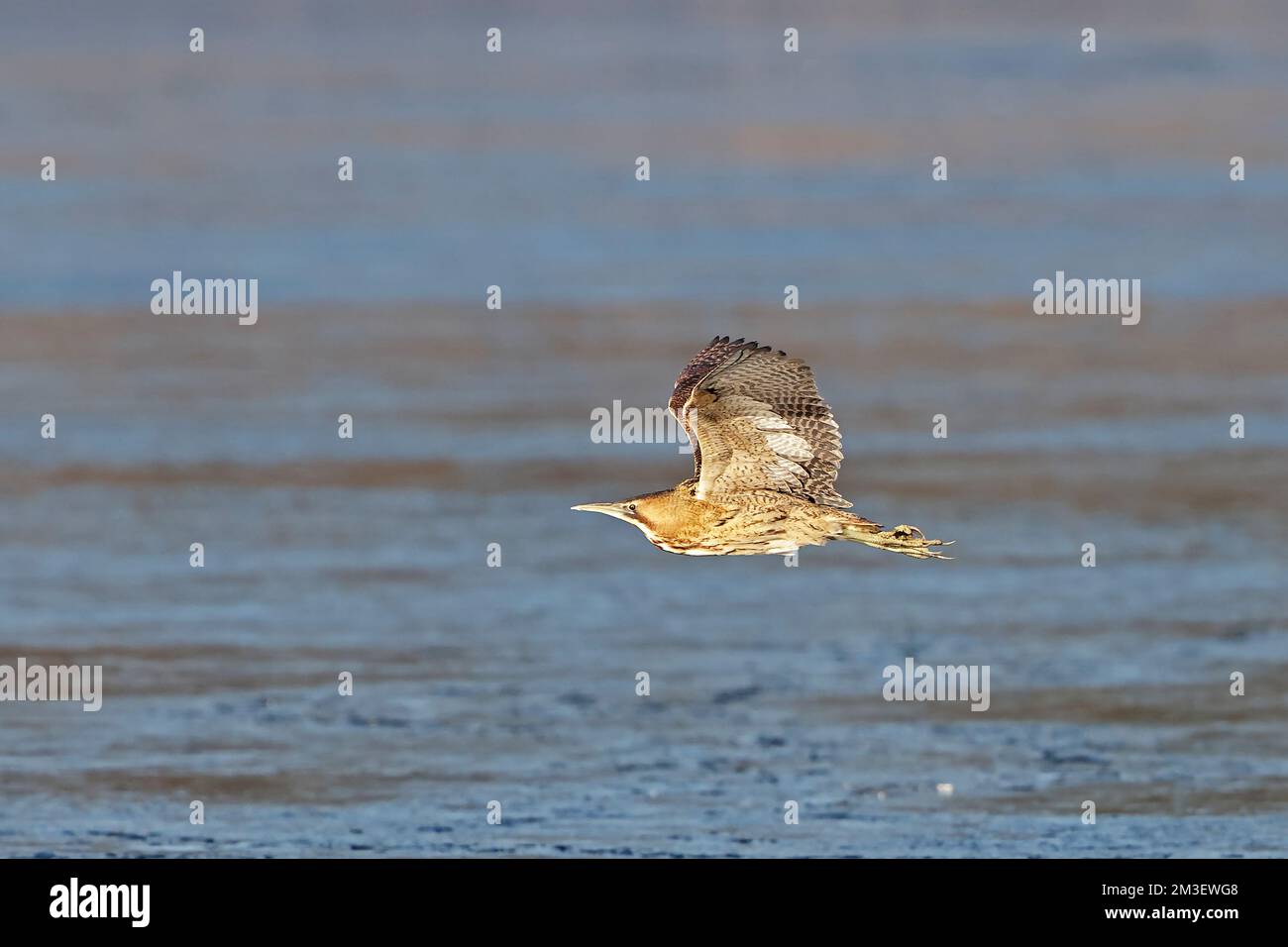 Bittern in flight at Leighton Moss RSPB Reserve Stock Photo - Alamy