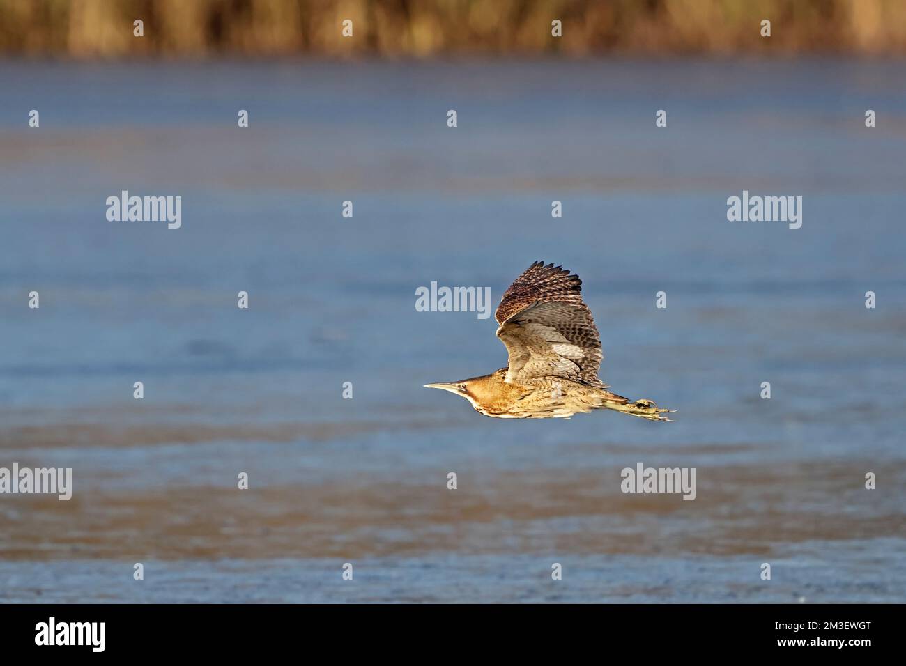 Bittern in flight at Leighton Moss RSPB Reserve Stock Photo - Alamy
