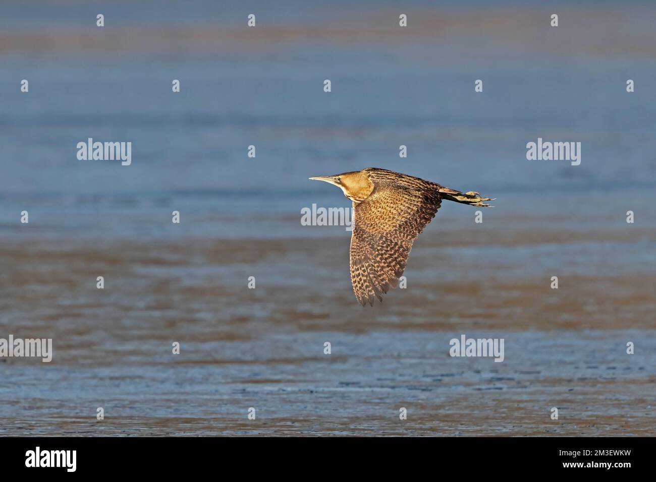 Bittern in flight at Leighton Moss RSPB Reserve Stock Photo - Alamy