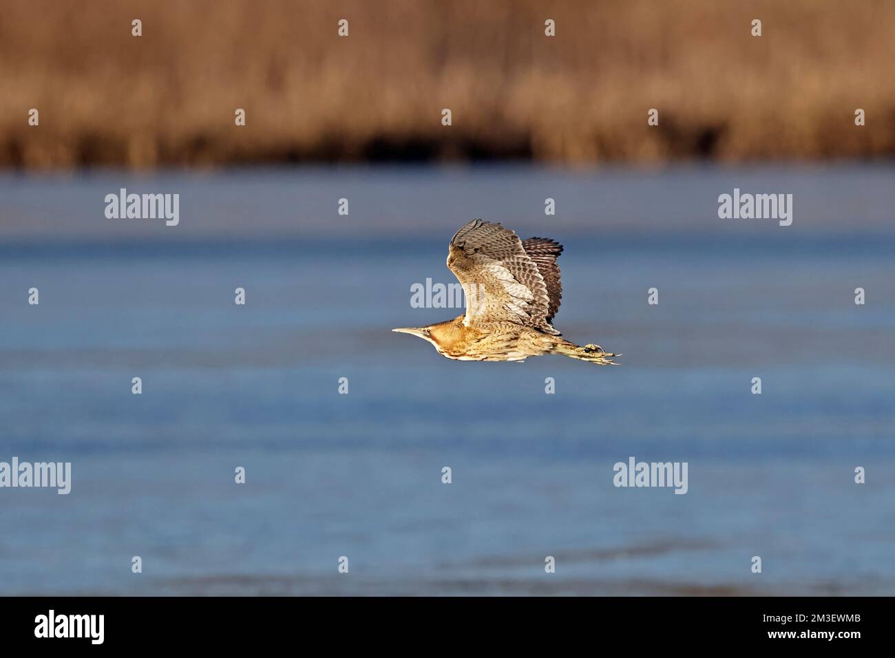 Leighton moss bittern hi-res stock photography and images - Alamy