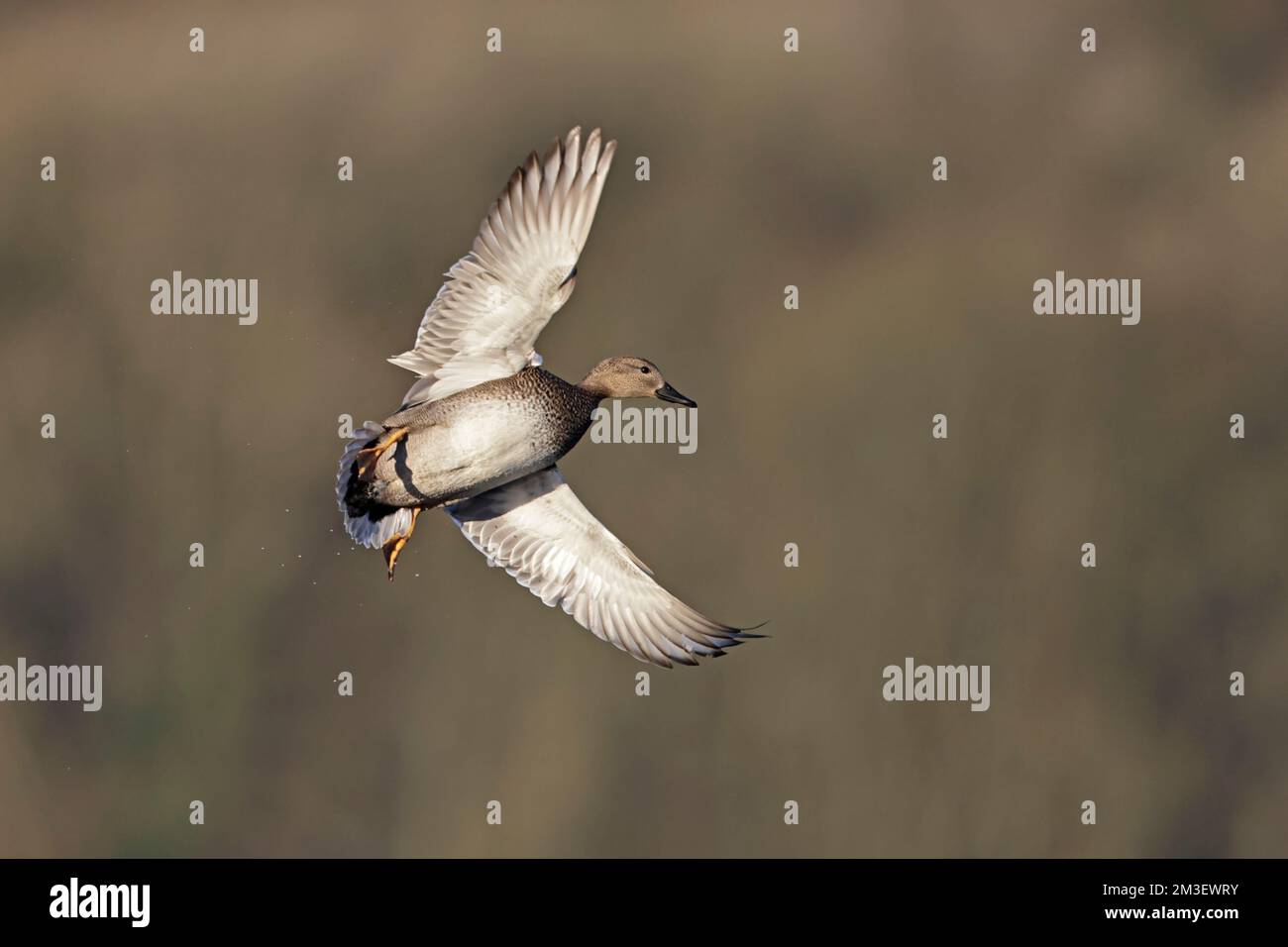 Gadwall in flight at Leighton Moss RSPB Reserve Stock Photo - Alamy