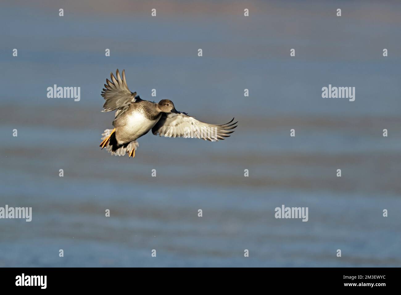 Gadwall in flight at Leighton Moss RSPB Reserve Stock Photo - Alamy