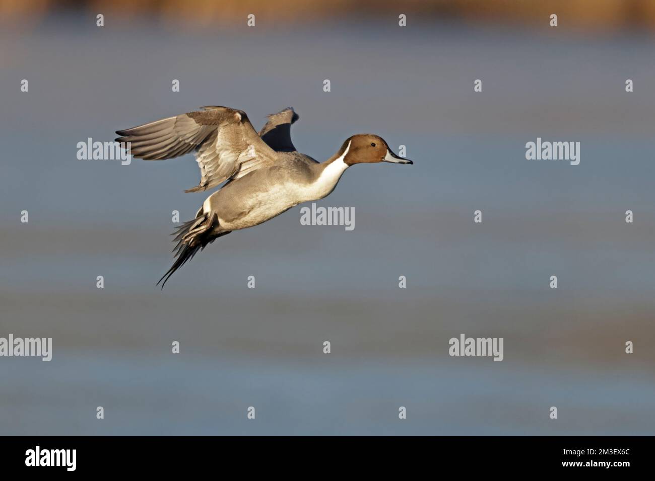 Northern Male Pintail in flight at Leighton Moss RSPB Reserve Stock ...