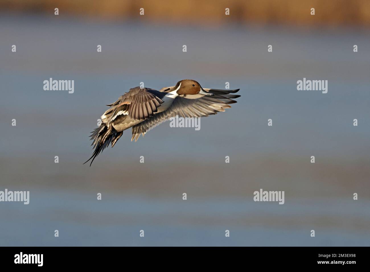 Northern Male Pintail in flight at Leighton Moss RSPB Reserve Stock ...