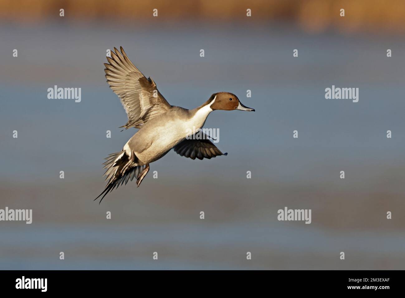 Northern Male Pintail in flight at Leighton Moss RSPB Reserve Stock ...
