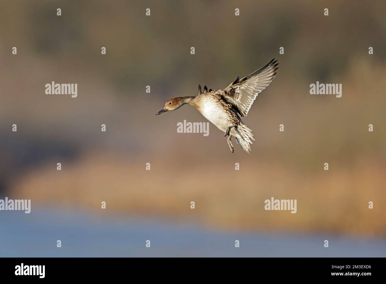 Female Northern Pintail in flight at Leighton Moss RSPB Reserve Stock ...