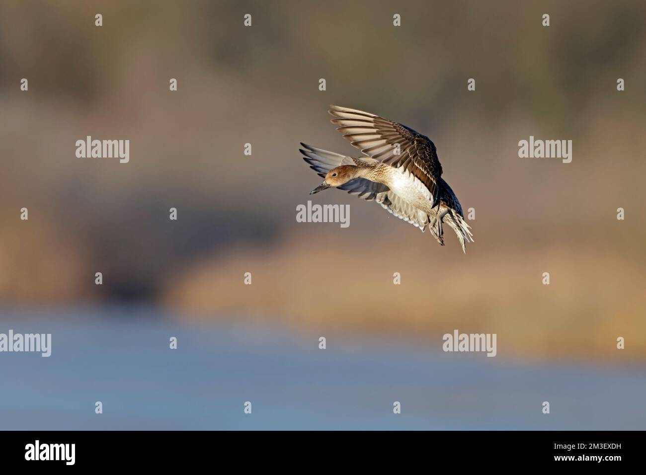 Female Northern Pintail in flight at Leighton Moss RSPB Reserve Stock ...