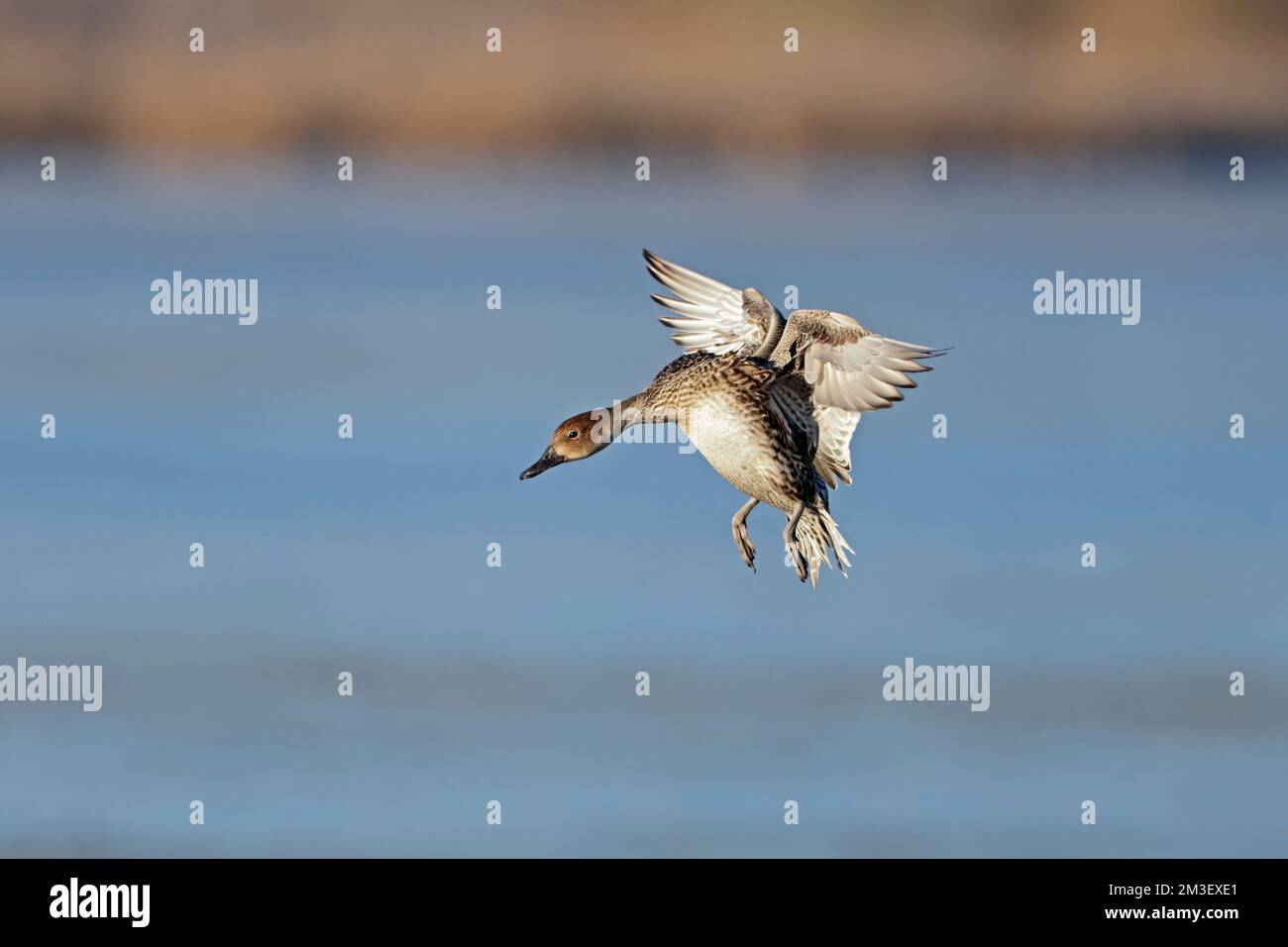 Female Northern Pintail in flight at Leighton Moss RSPB Reserve Stock ...