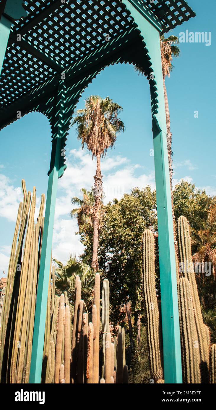A vertical shot of tall cacti and palm trees behind a blue Moroccan ...
