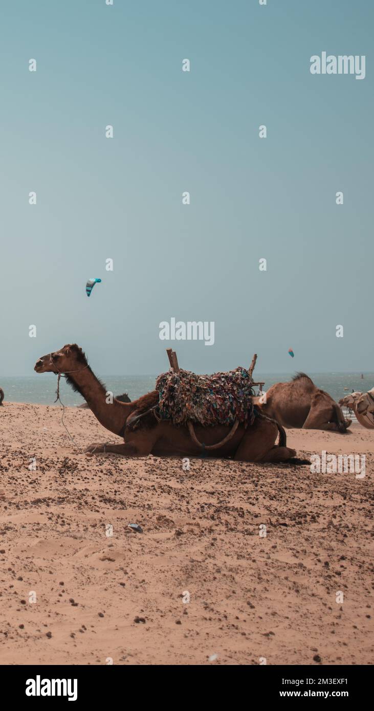 A vertical shot of a camel with a saddle resting on a beach under the ...